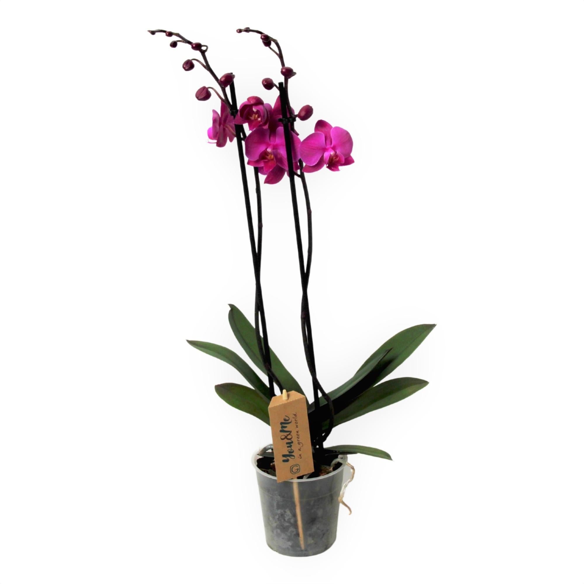 Plant in a Box - Phalaenopsis - Orchidea Viola - Pianta da appartamento ...