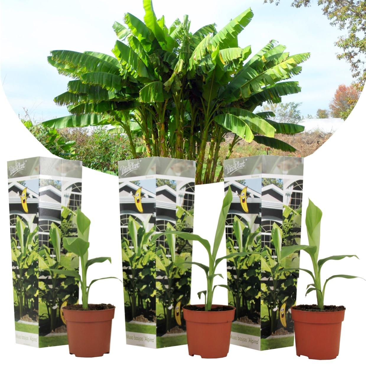 Plant in a Box - Musa Basjoo - Set di 3 - Piante di banane resistenti ...