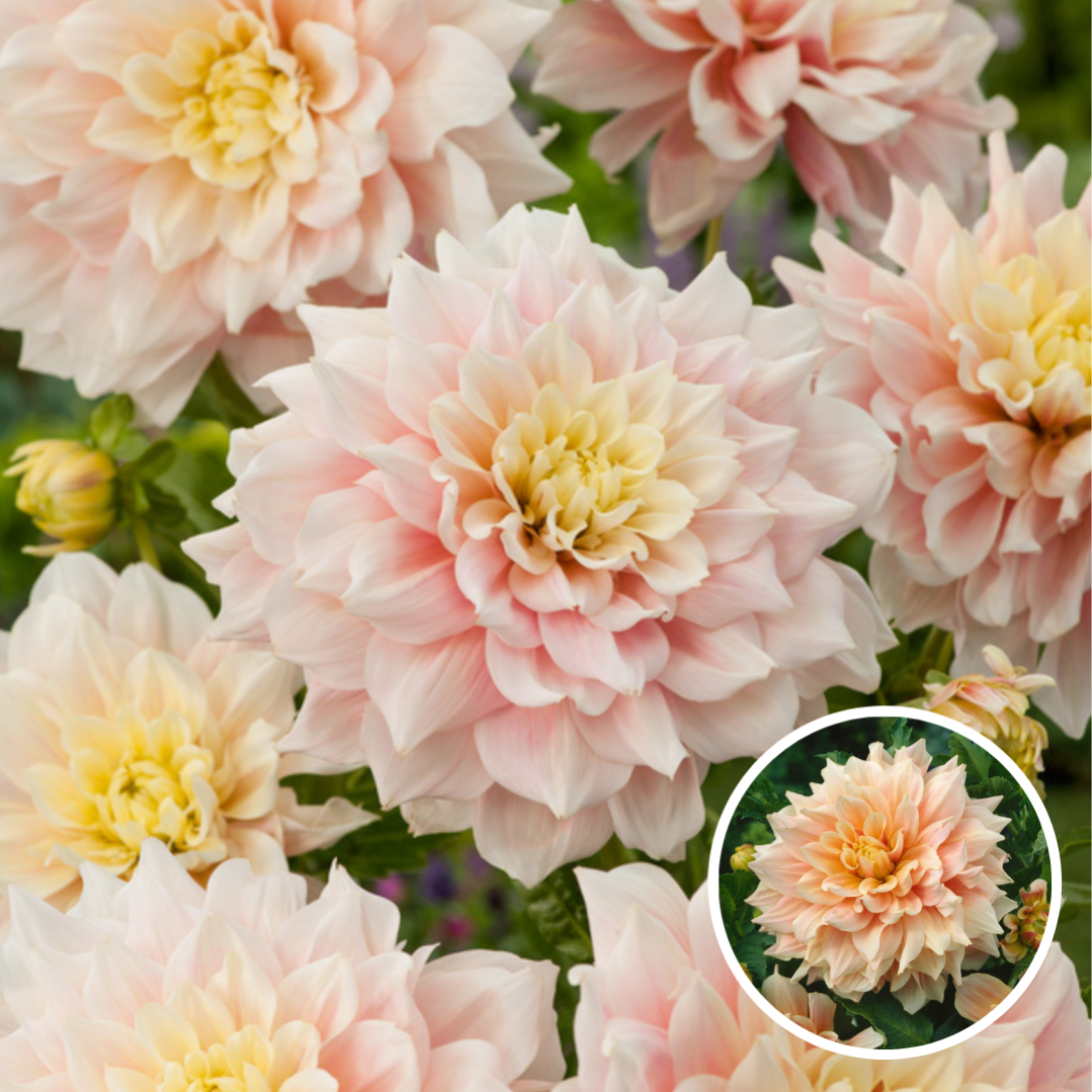 Plant in a Box - Dahlia Break Out - Bulbi - Set di 3 - Dahlia "Dinner ...