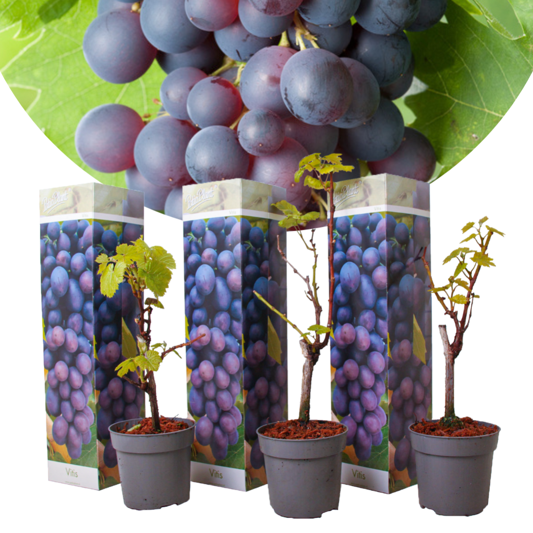 Plantas de uva - Set de 3 - Vitis Vinifera - Uva Azul - Resistente ...