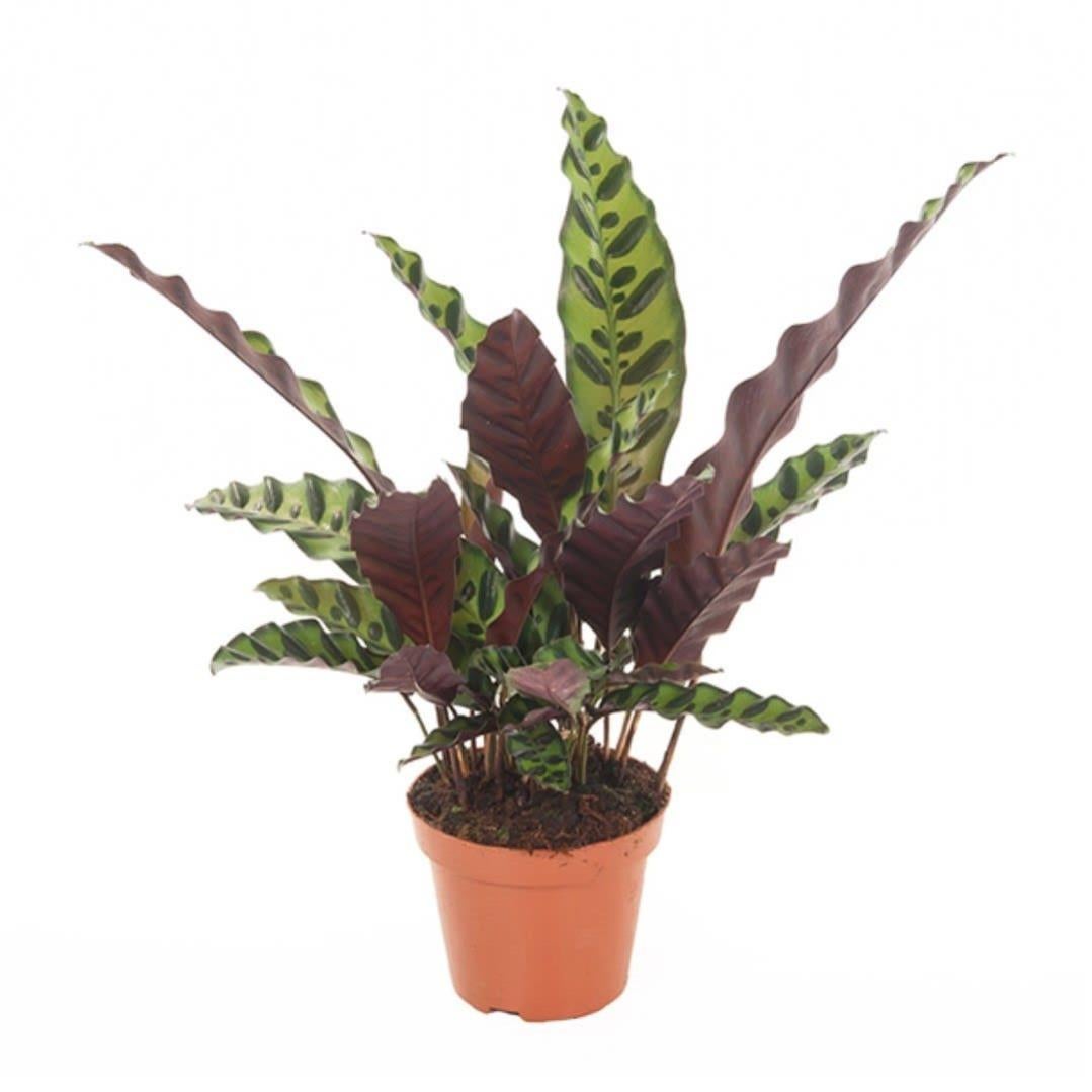 Calathea Insignis - Marantaceae - Pot 12cm - Hauteur 30-40cm | Leroy Merlin