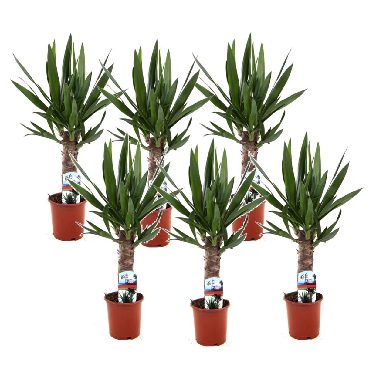 Plant in a Box - Yucca Elephantipes - Set di 3 - Pianta d'appartamento ...