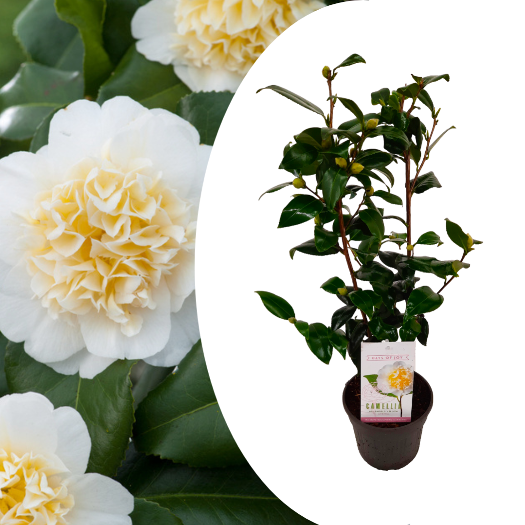 Plant in a Box - Camellia japonica "Brushfield's Yellow" - Rosa ...