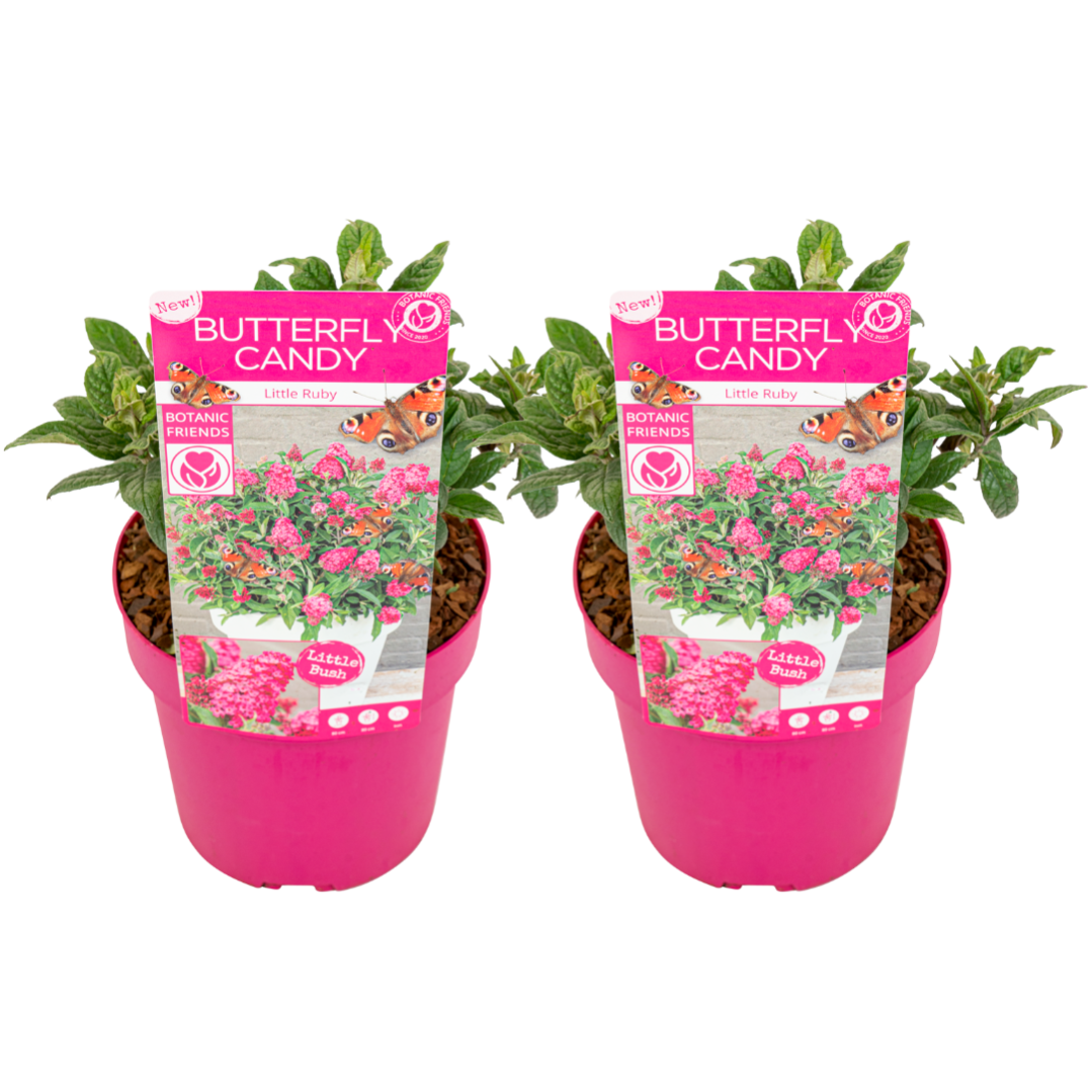 Plant in a Box - Buddleja Candy Little Ruby - Set di 2 - Buddleja ...