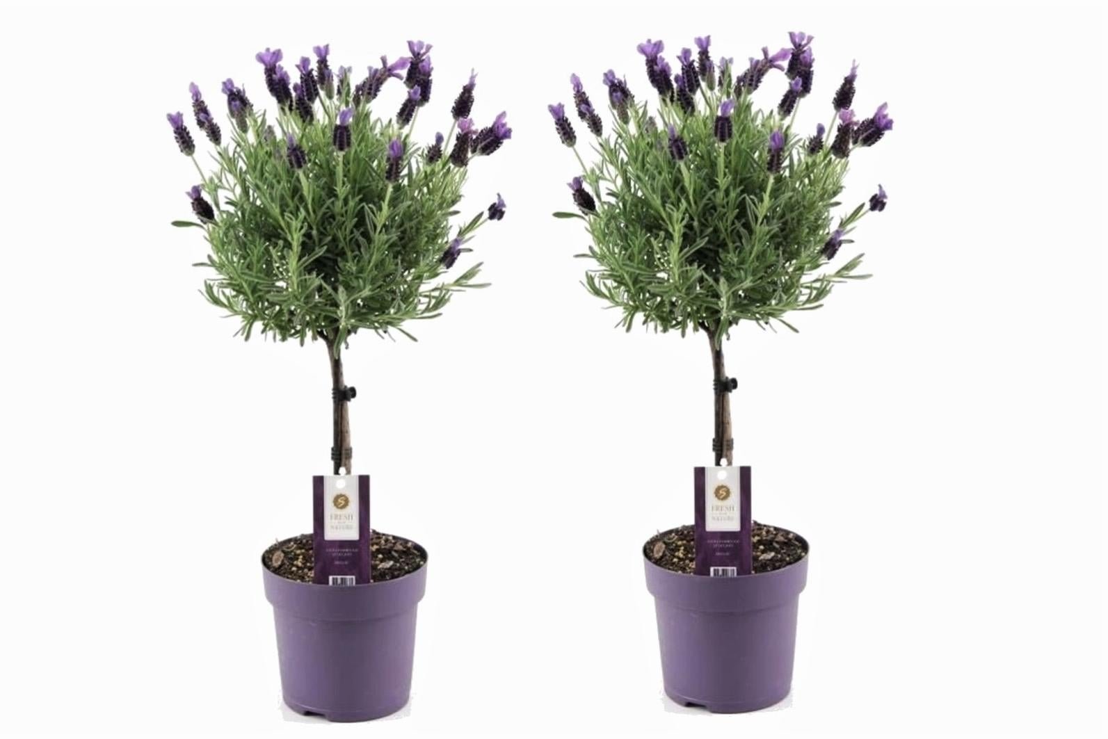 Lavandula stoechas 'Anouk' - Lavanda - Set de 2 - Maceta 15cm - Altura ...