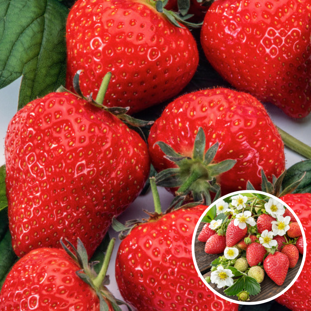 Fragaria Elsanta - Juego de 10 - Rizomas - Fresa - Raíces | Leroy Merlin