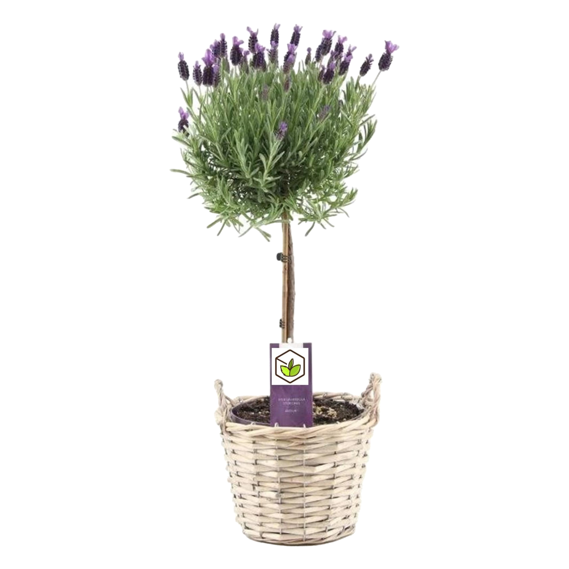 Lavandula stoechas 'Anouk' - Lavanda árbol en cesta - Maceta 15cm ...