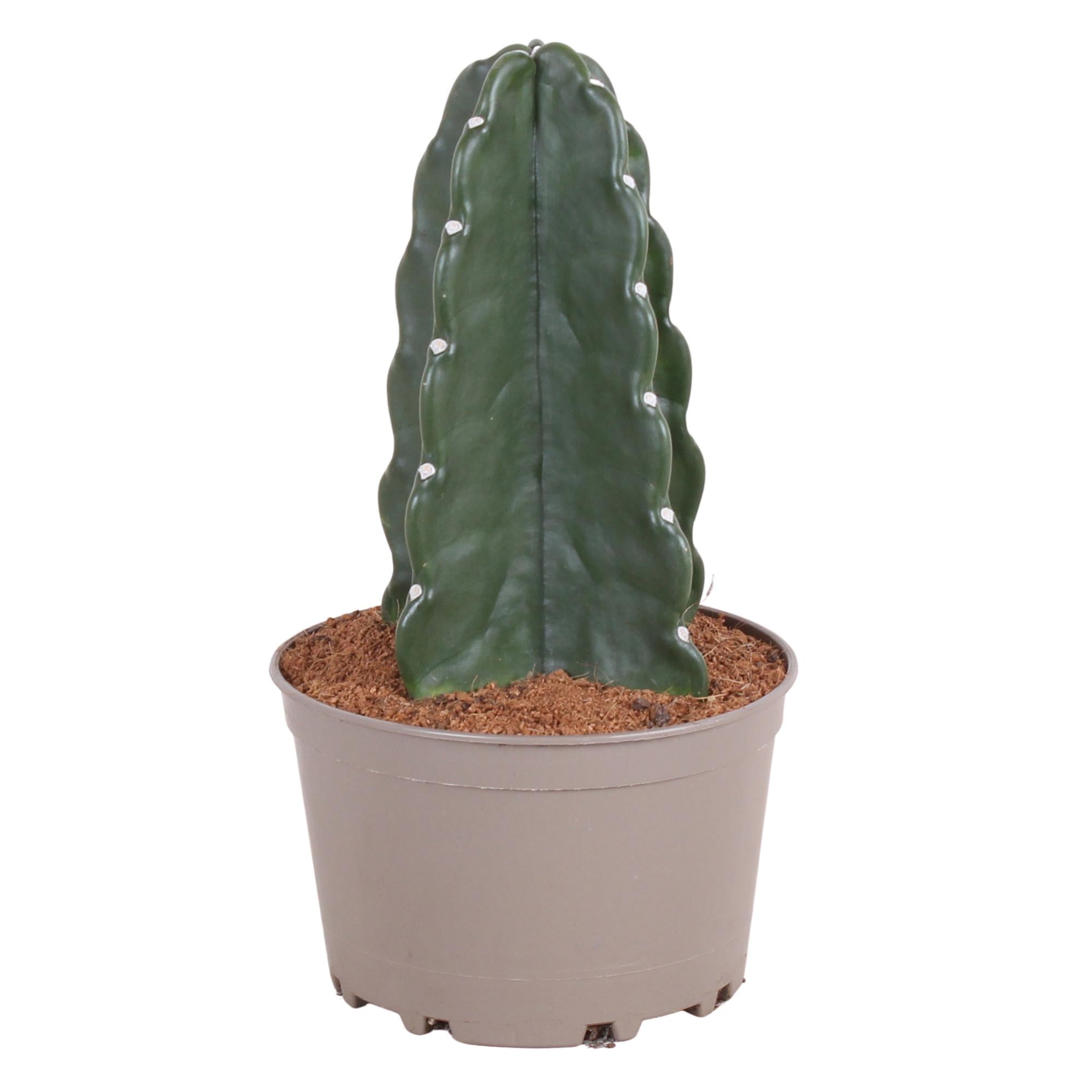 Plant in a Box - Cereus jamacaru - Cactus "coccolone" - Cactus senza spine - Cactus perfetto per ...