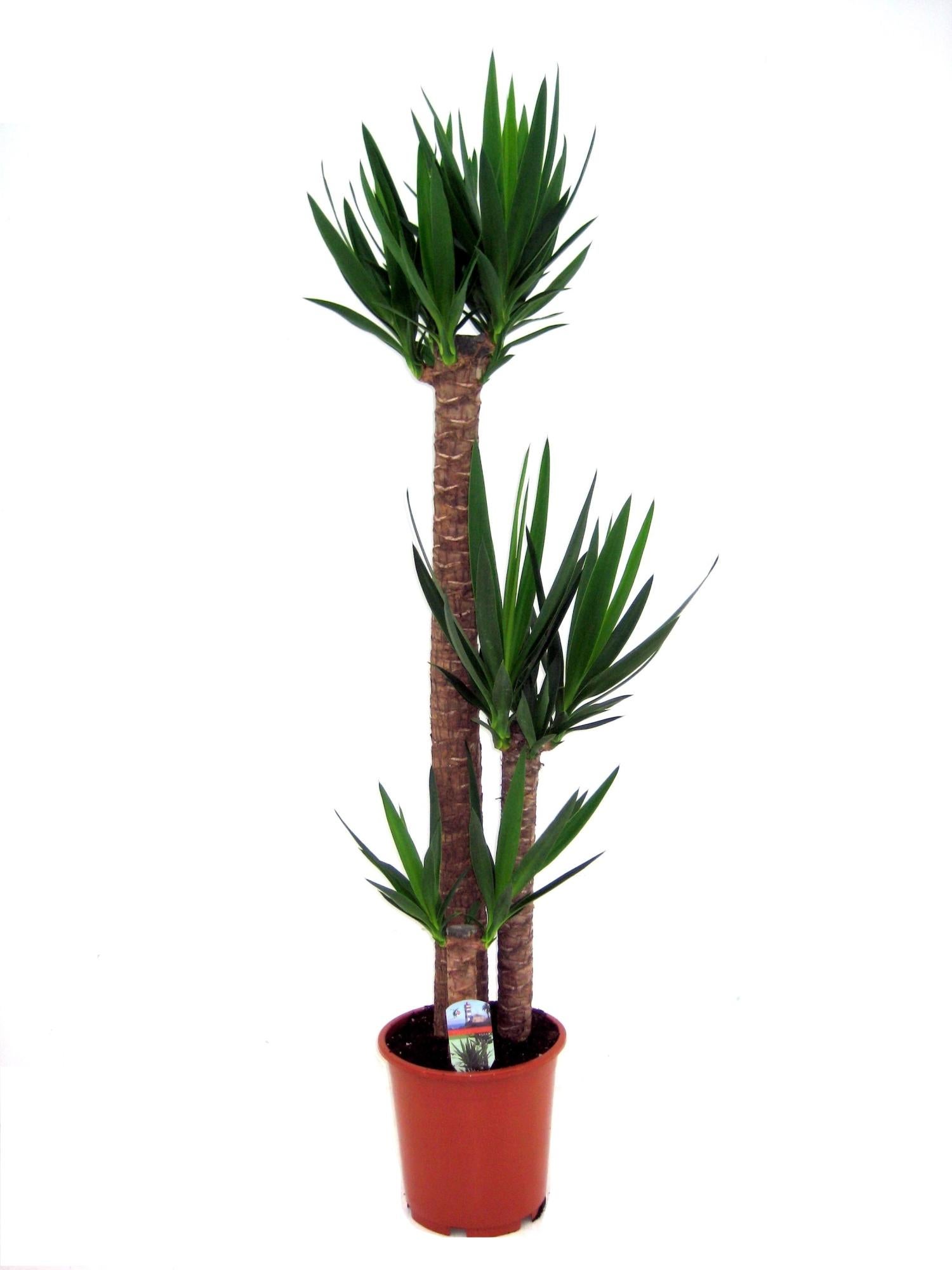 Yucca Elephantipes - Palmier - Pot 27cm - Hauteur 150-170cm | Leroy Merlin