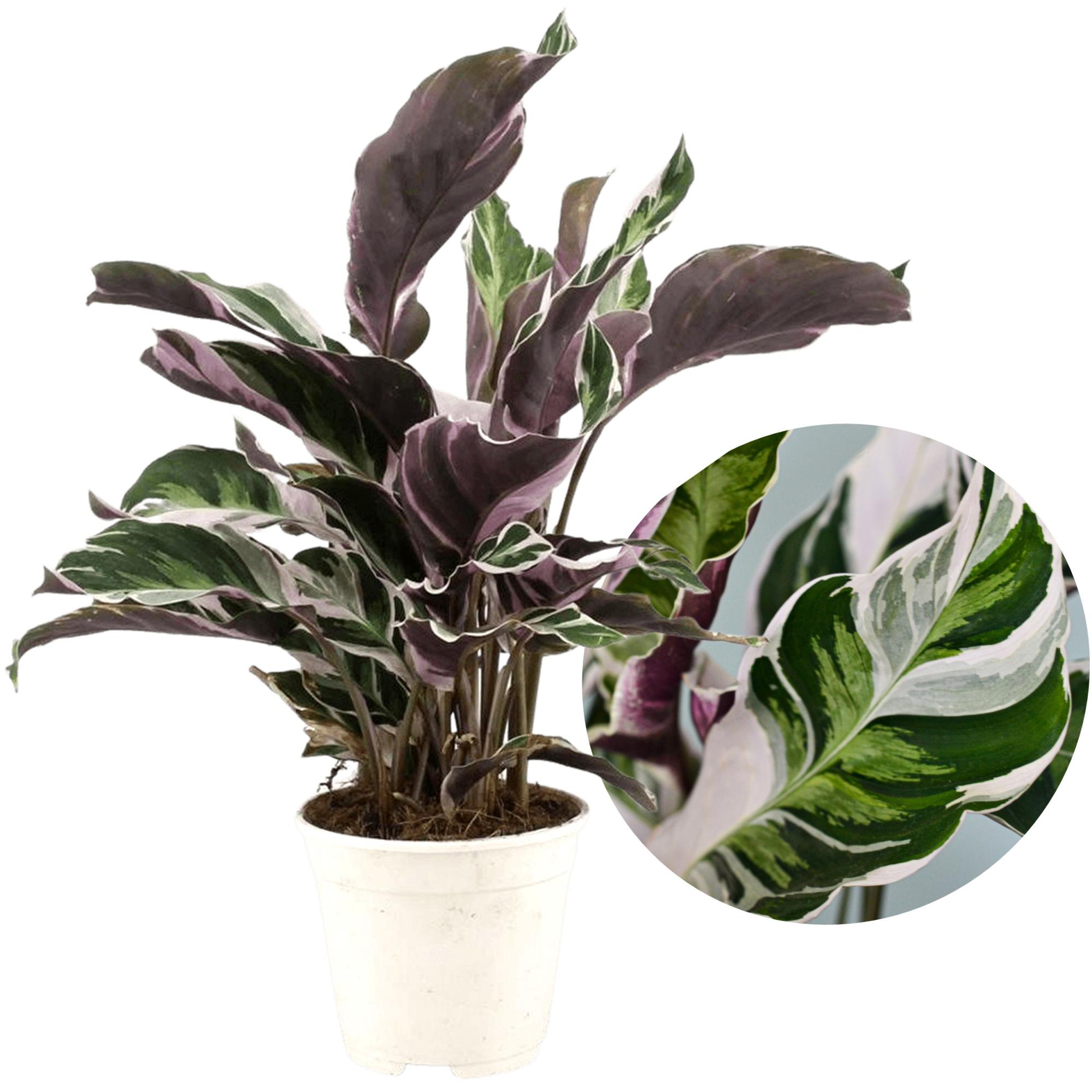 Plant in a Box - Calathea Fusion White - Vaso 14cm - Altezza 30-40cm ...