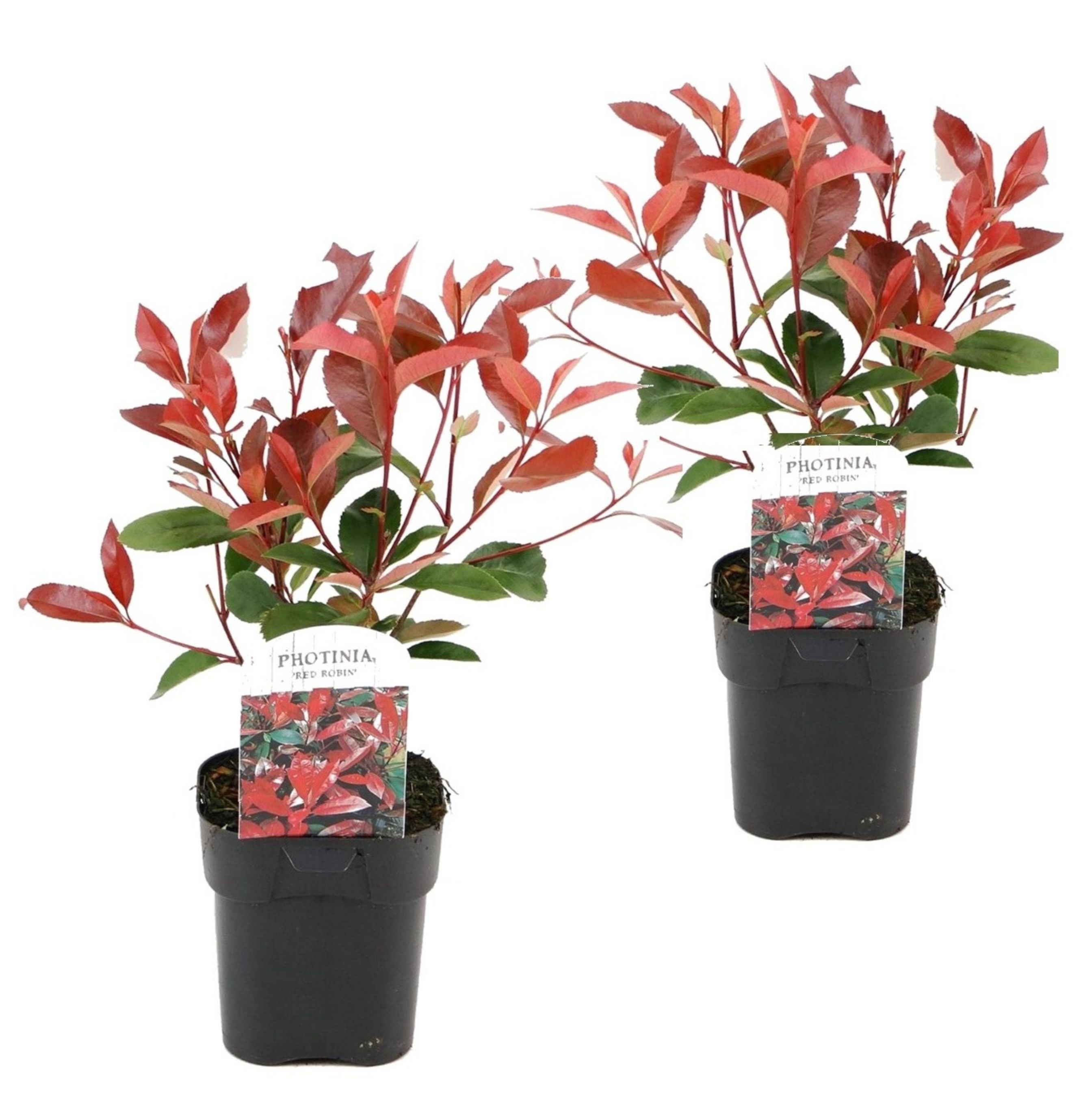Plant in a Box - Photinia fraseri Red Robin - pianta di nespolo rosso ...