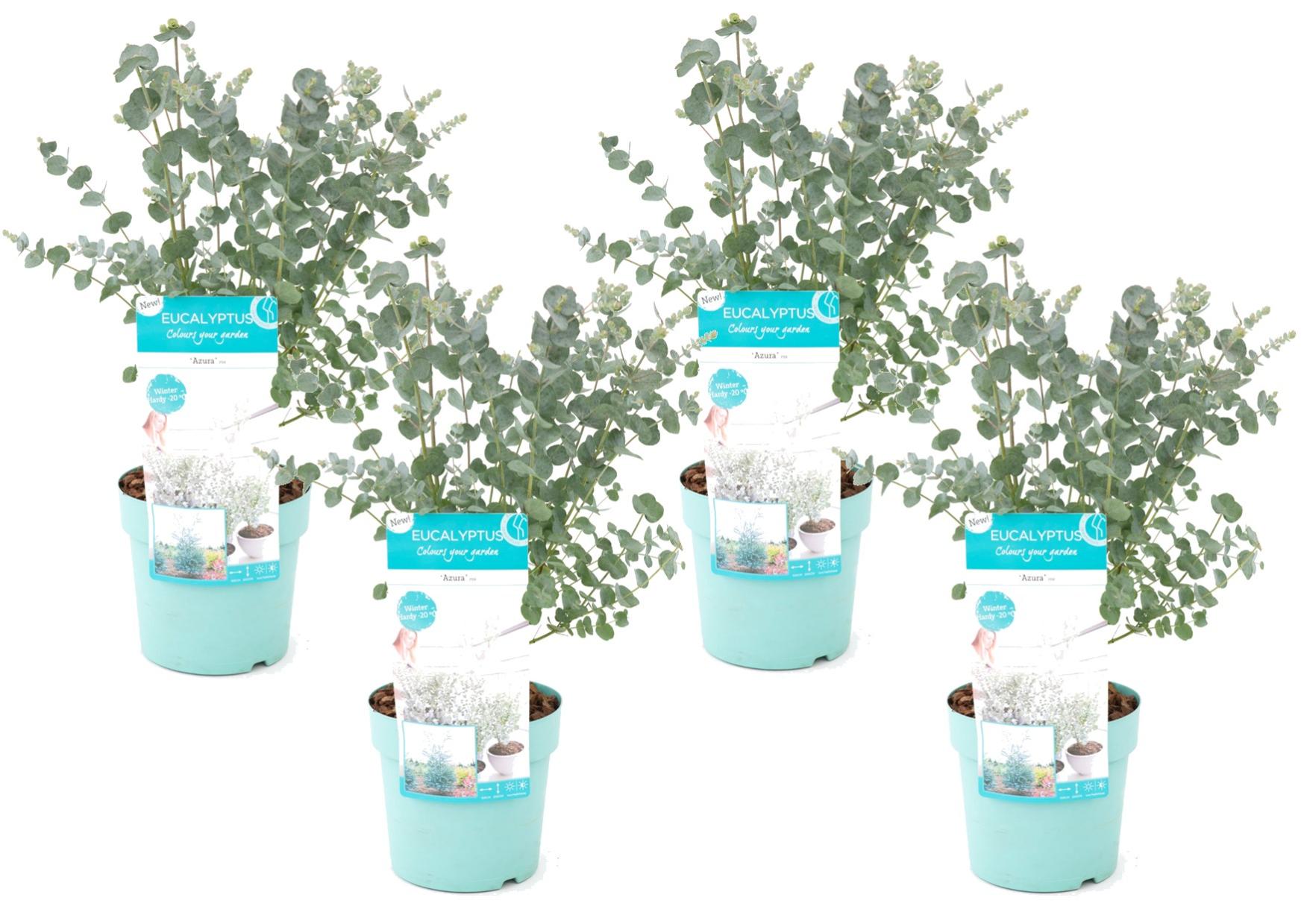 Plant in a Box - Eucalyptus Pulverulenta 'Baby Blue' - Set di 4 - Vaso ...