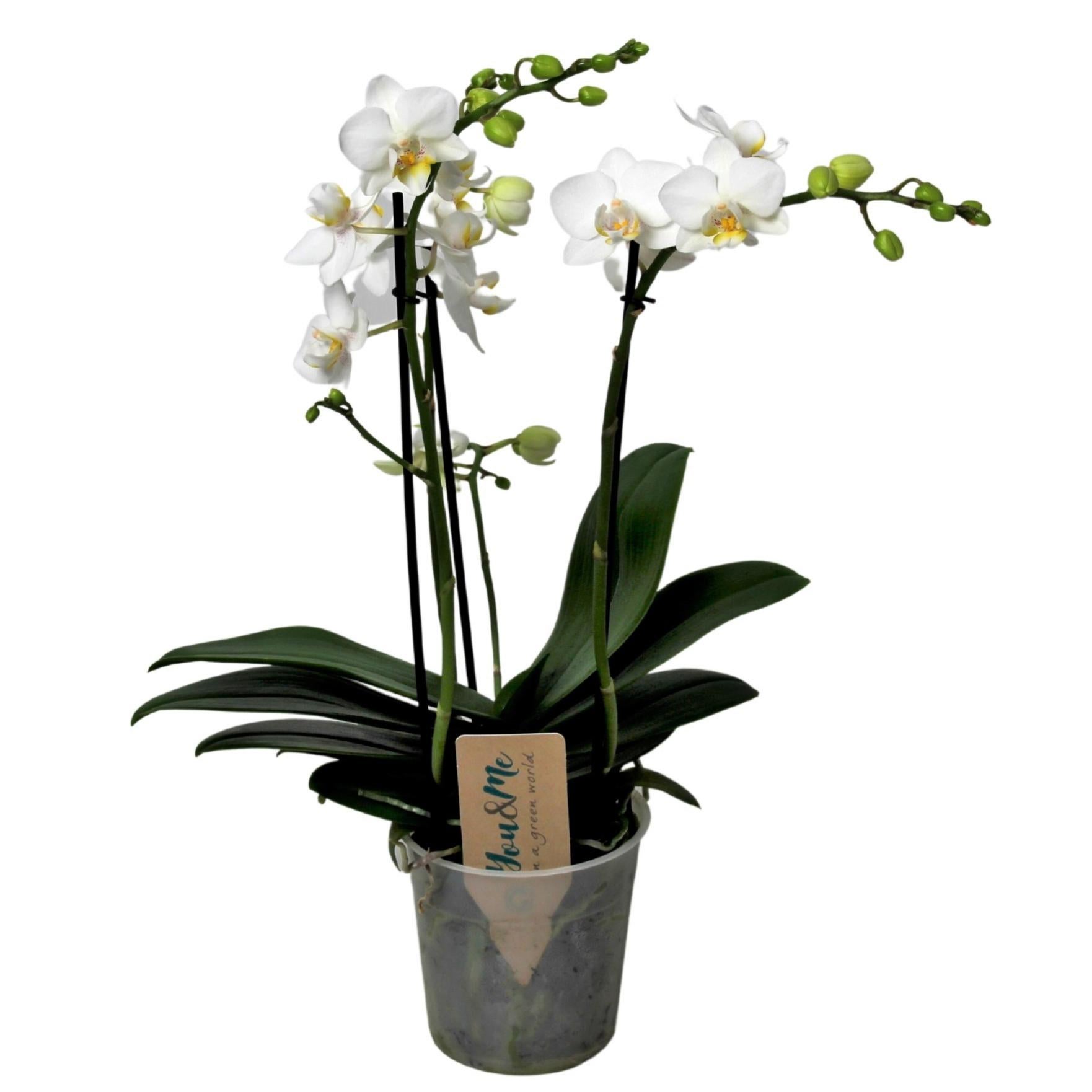Plant in a Box - Phalaenopsis Multiflora - Orchidea Bianco - Pianta da ...