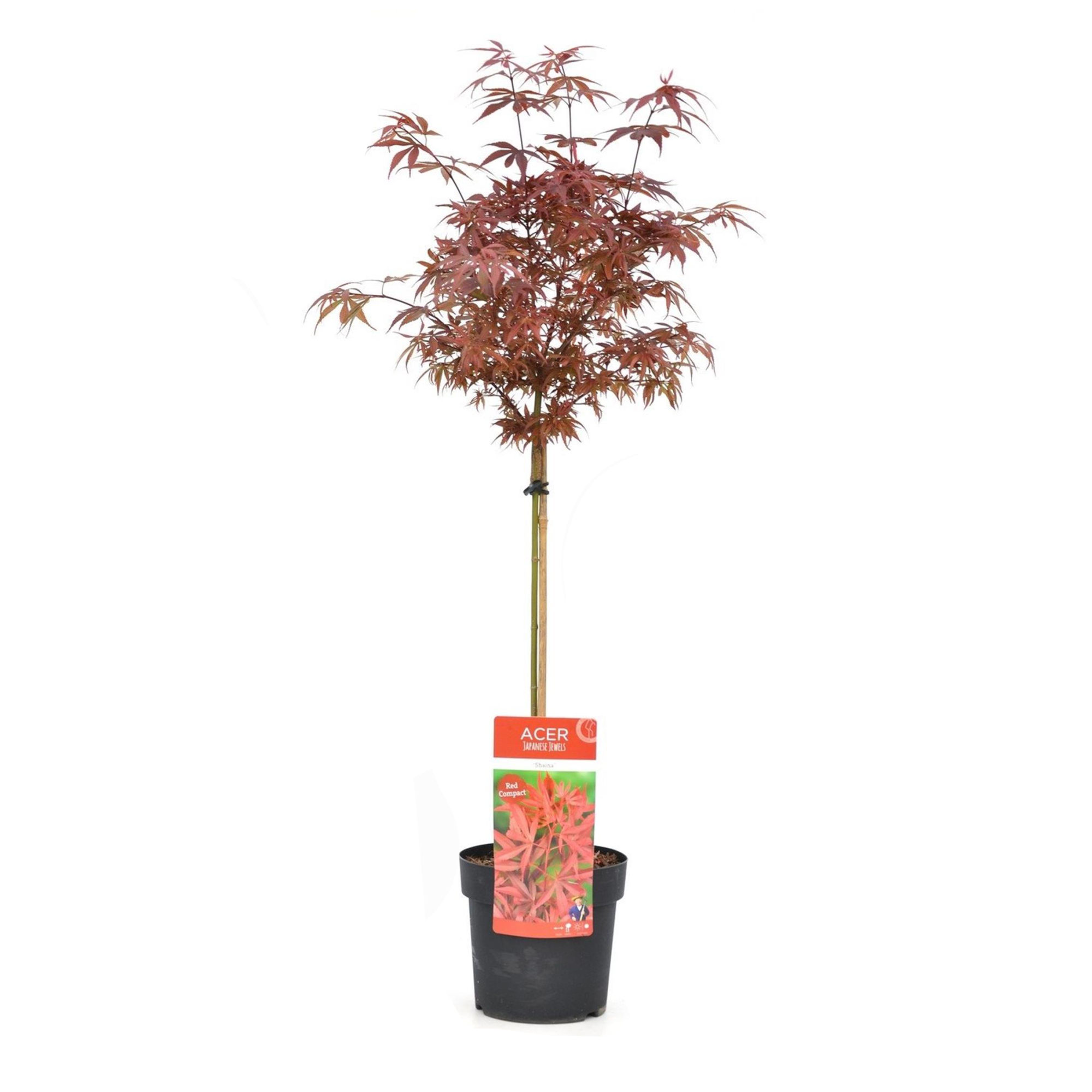 Acer palmatum 'Shaina' - Arce japonés Hardy - Hojas rojas - Maceta 19cm ...