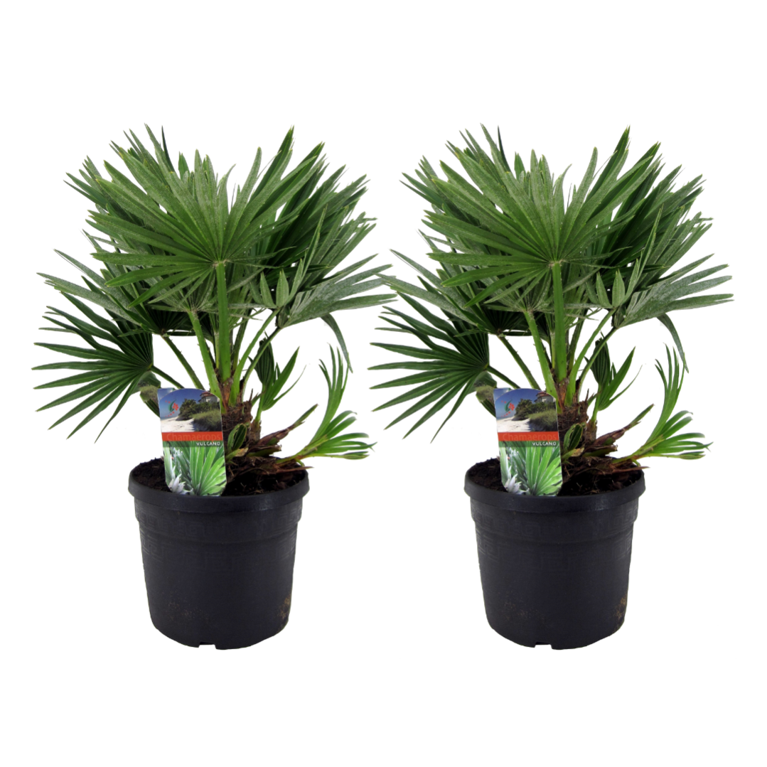 Chamaerops Humilis 'Vulcano' - Juego de 2 - Maceta 19 cm - Altura 35 ...