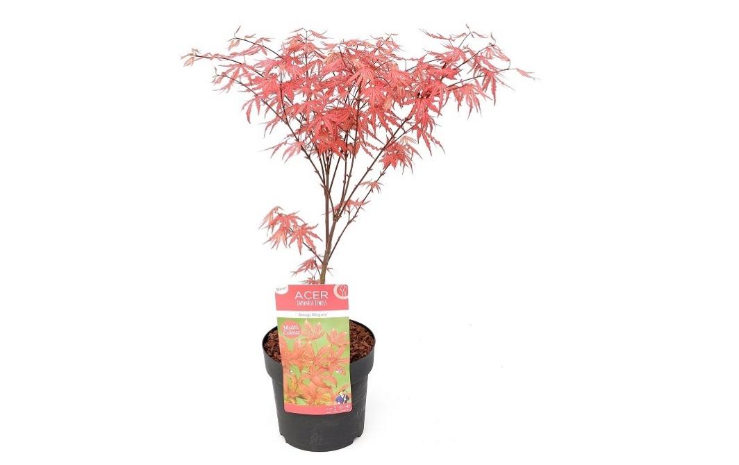 Acer palmatum 'Amagi-shigure' - Arce Japonés rojo resistente - Maceta ...