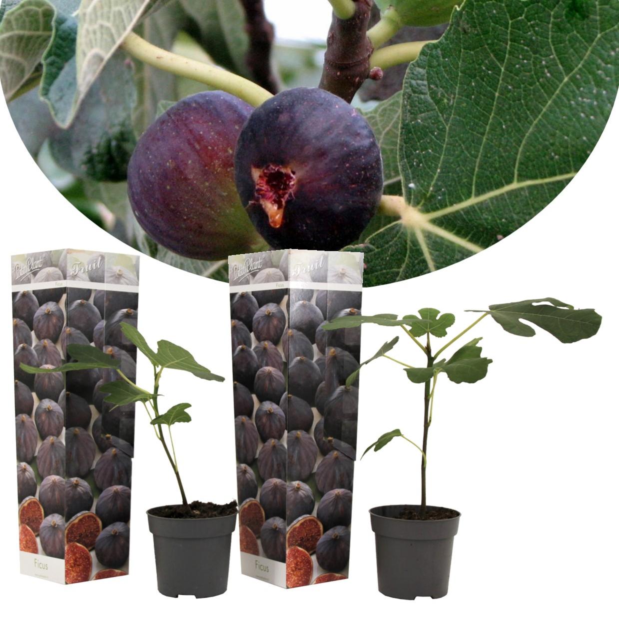 Plant in a Box - Ficus Carica 'Fig Tree' - Set di 2- Vaso 9cm - Altezza ...