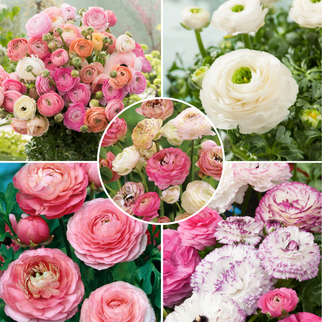 Plant in a Box - Ranunculus - Mix di 40 - Bulbi di Ranunculus - Colori ...