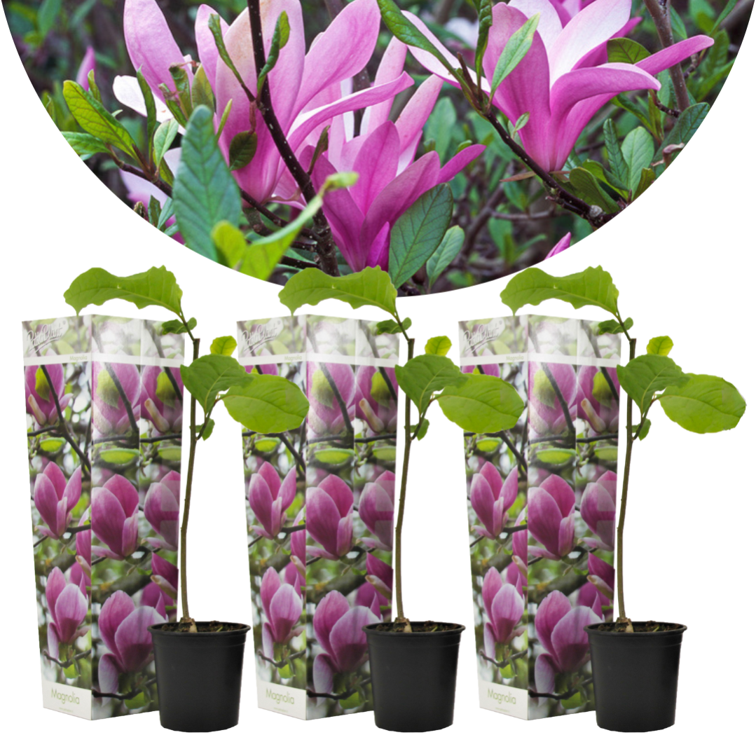 Plant in a Box - Magnolia Susan - Set di 3 - Ampio arbusto/piccolo ...
