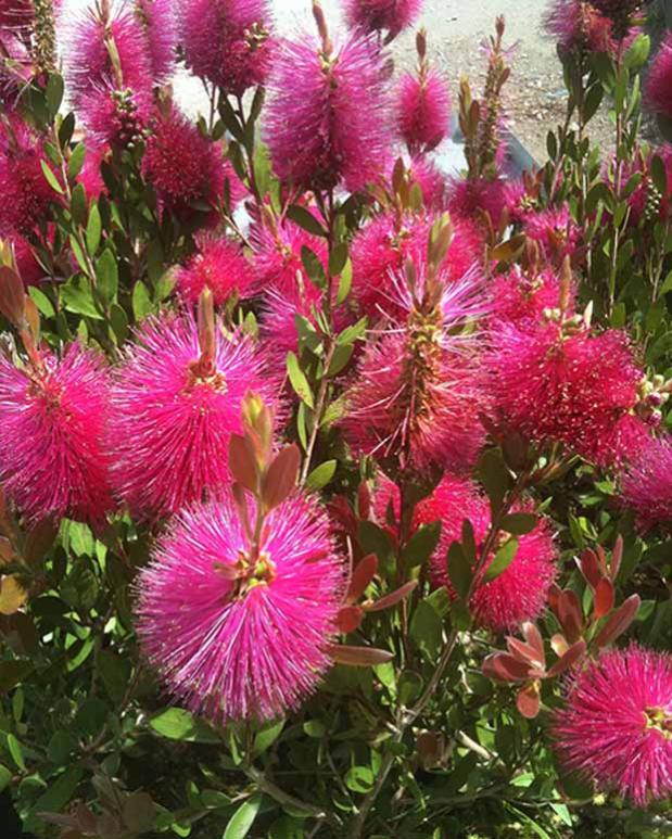 Callistemon Hot Pink - Rince-bouteille rose - Le pot / 3L / Hauteur ...