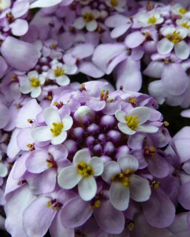 Corbeille d'argent Rose glacé - Iberis - Le pot / Ø 9cm - Willemse ...