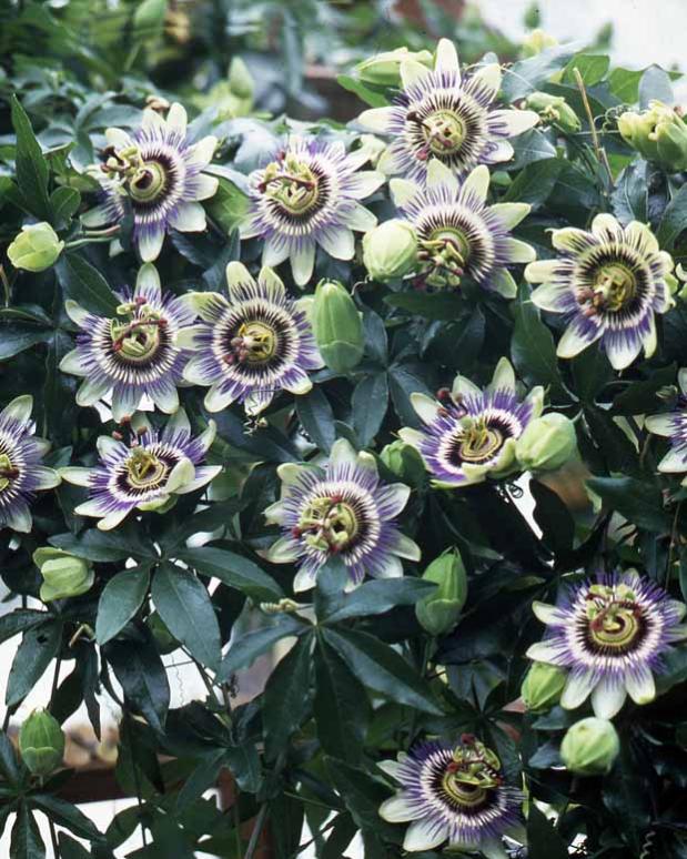 Passiflore bleue - Le pot / 2L / Hauteur livrée environ 40-50cm ...