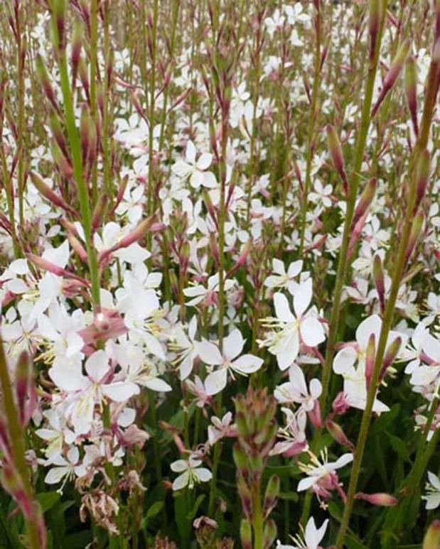 Gaura blanche - Les 2 pots / Ø 9cm - Willemse | Leroy Merlin