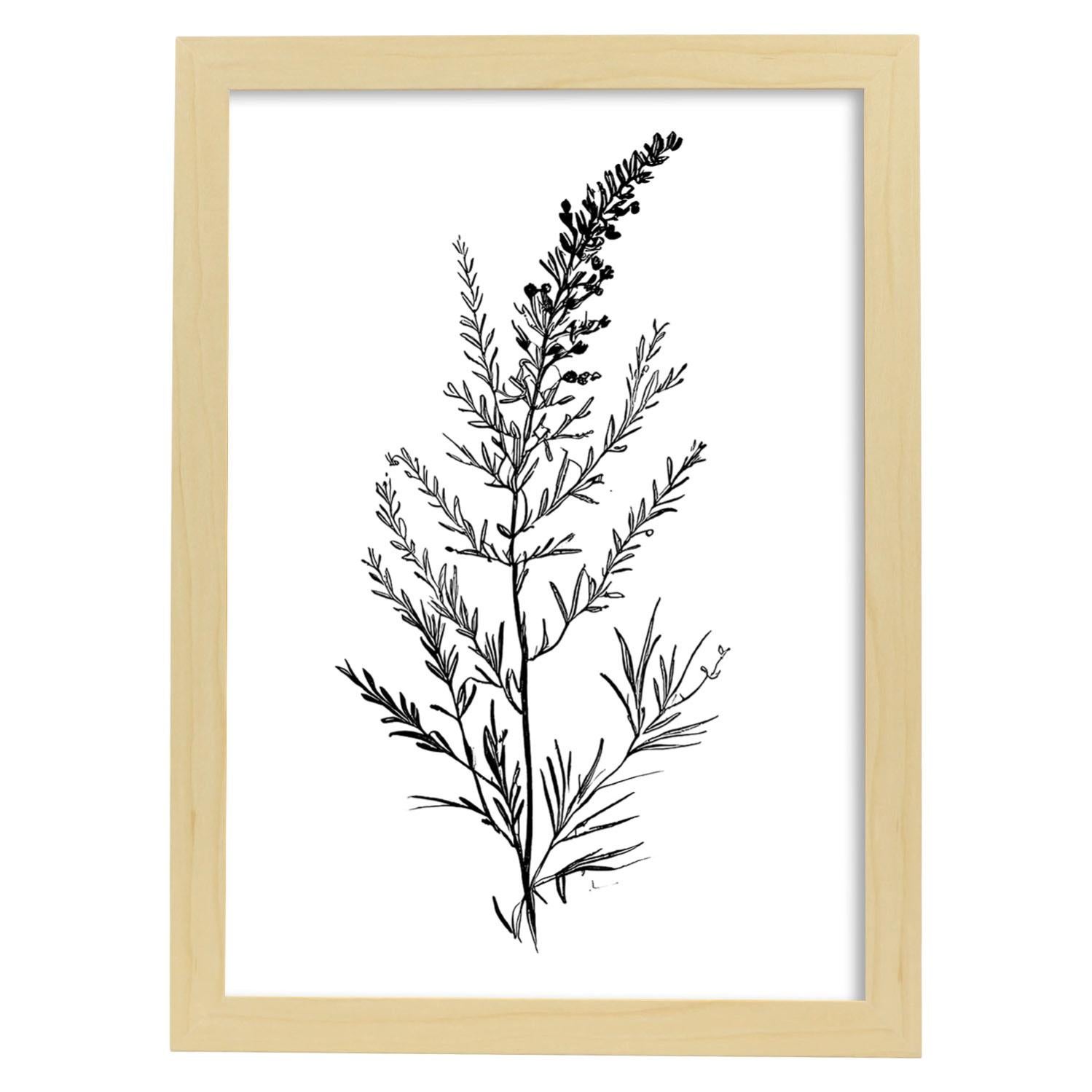 Poster Nacnic Brez. Illustrazioni Di Botanica Con Fiori E Piante In ...