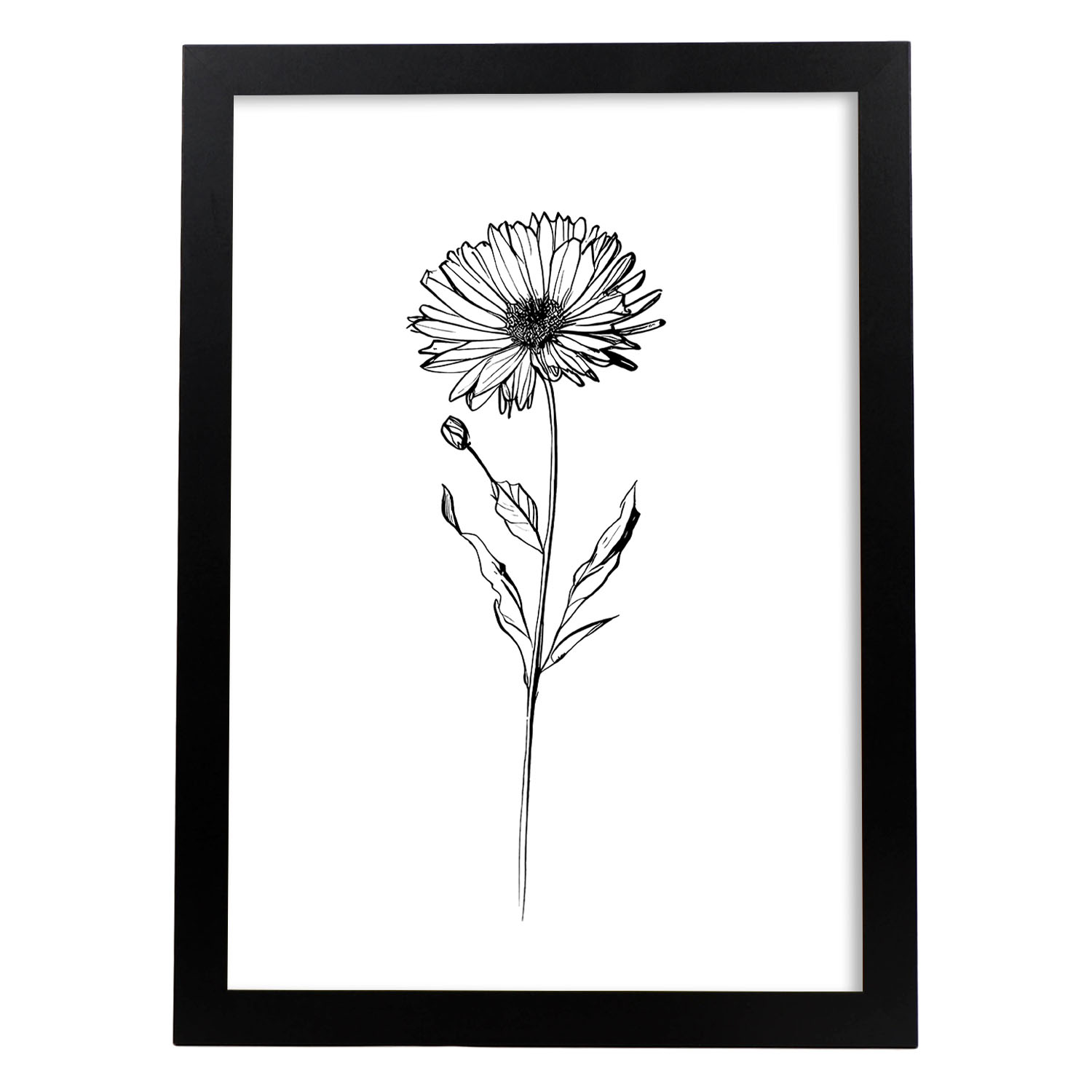 Calendula Illustration D'affiche Botanique De Plante De Fleur Noire Et Blanche Affiche D'art ...
