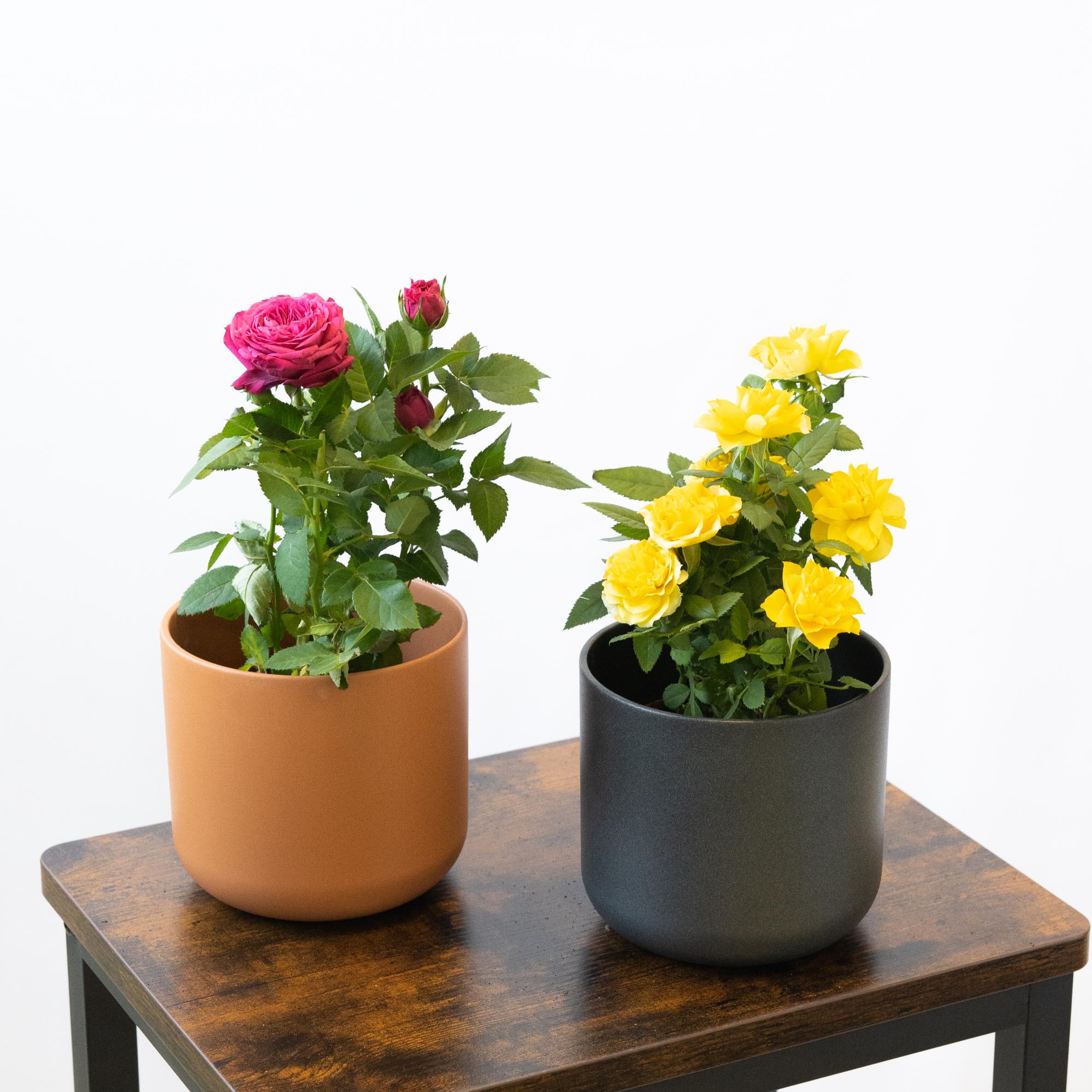Pack de 2 Mini Rosales Naturales en Maceta Ø11 cm Plantas de Exterior ...