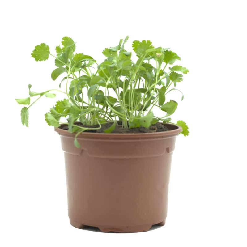 Planta arómatica natural de Cilantro en maceta de 10 cm | Leroy Merlin