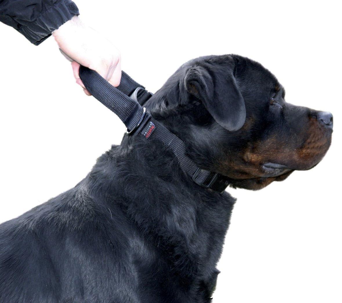 Collier d'intervention pour chiens Martin Sellier | Leroy Merlin