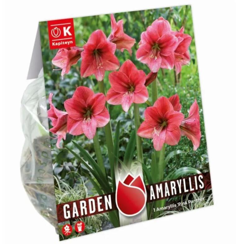 Bulbi di Amaryllis Pink Panther 1pz Kapiteyn | Leroy Merlin
