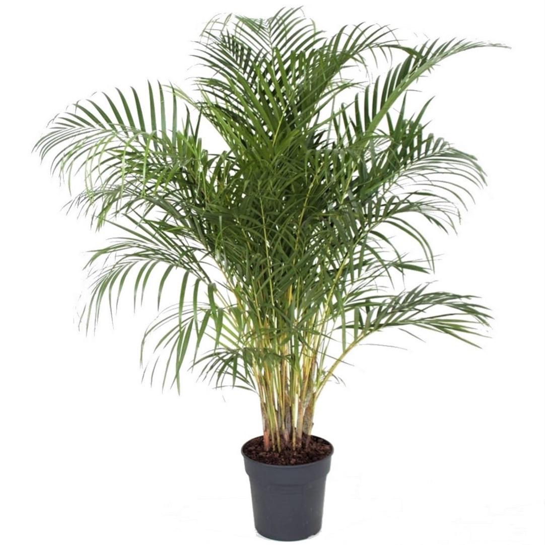 Plant in a Box - Dypsis Lutescens - XXL Palma Areca - Pianta d ...