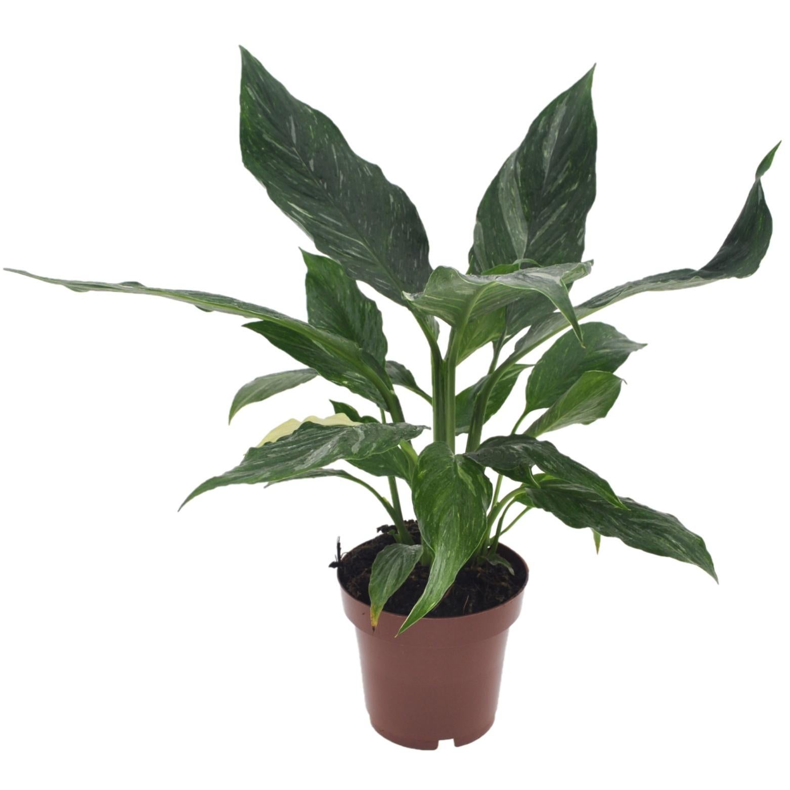 Plant in a Box - Spathiphyllum Diamond - Pianta d'appartamento che ...