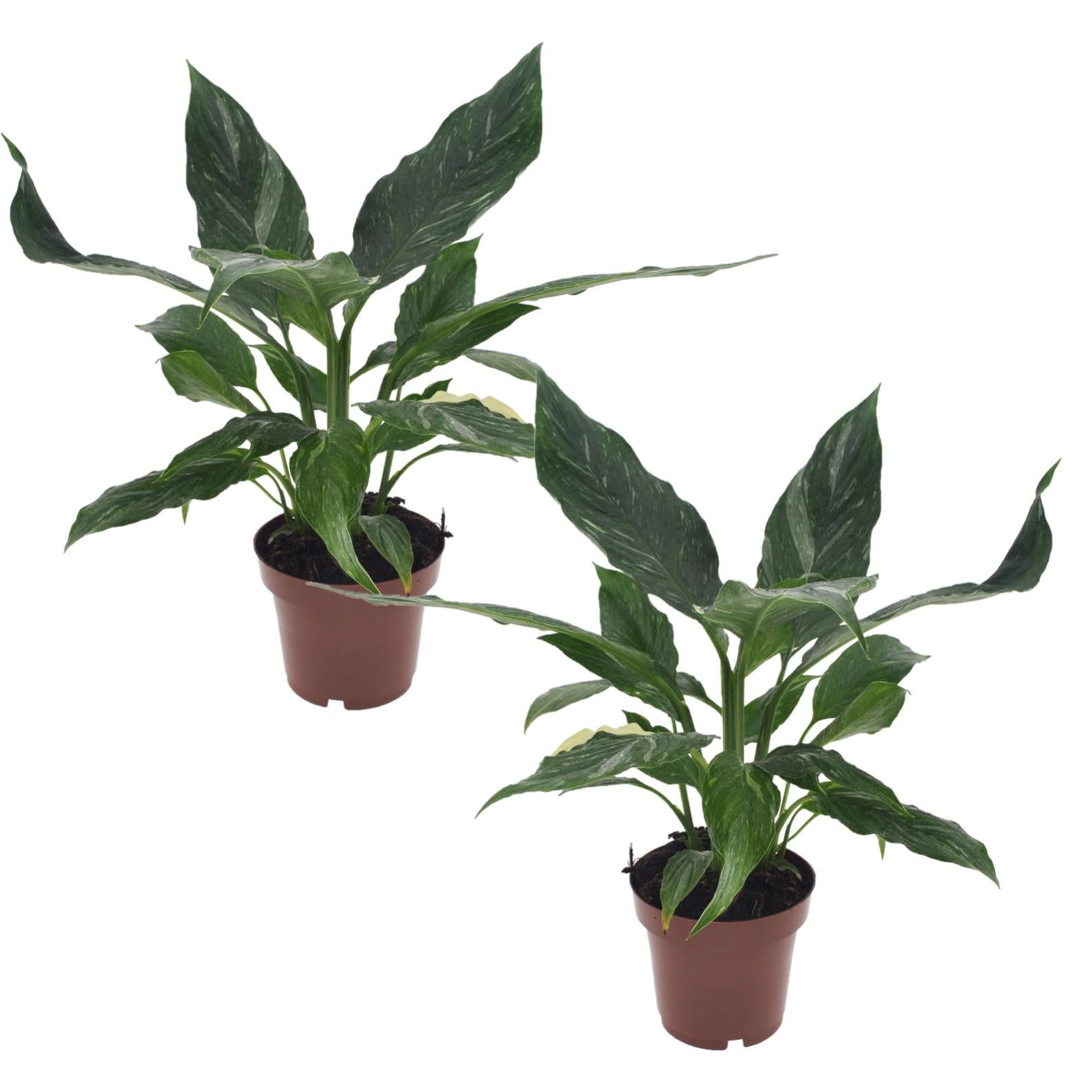 Plant in a Box - Spathiphyllum Diamond - Set di 2 - Pianta d ...