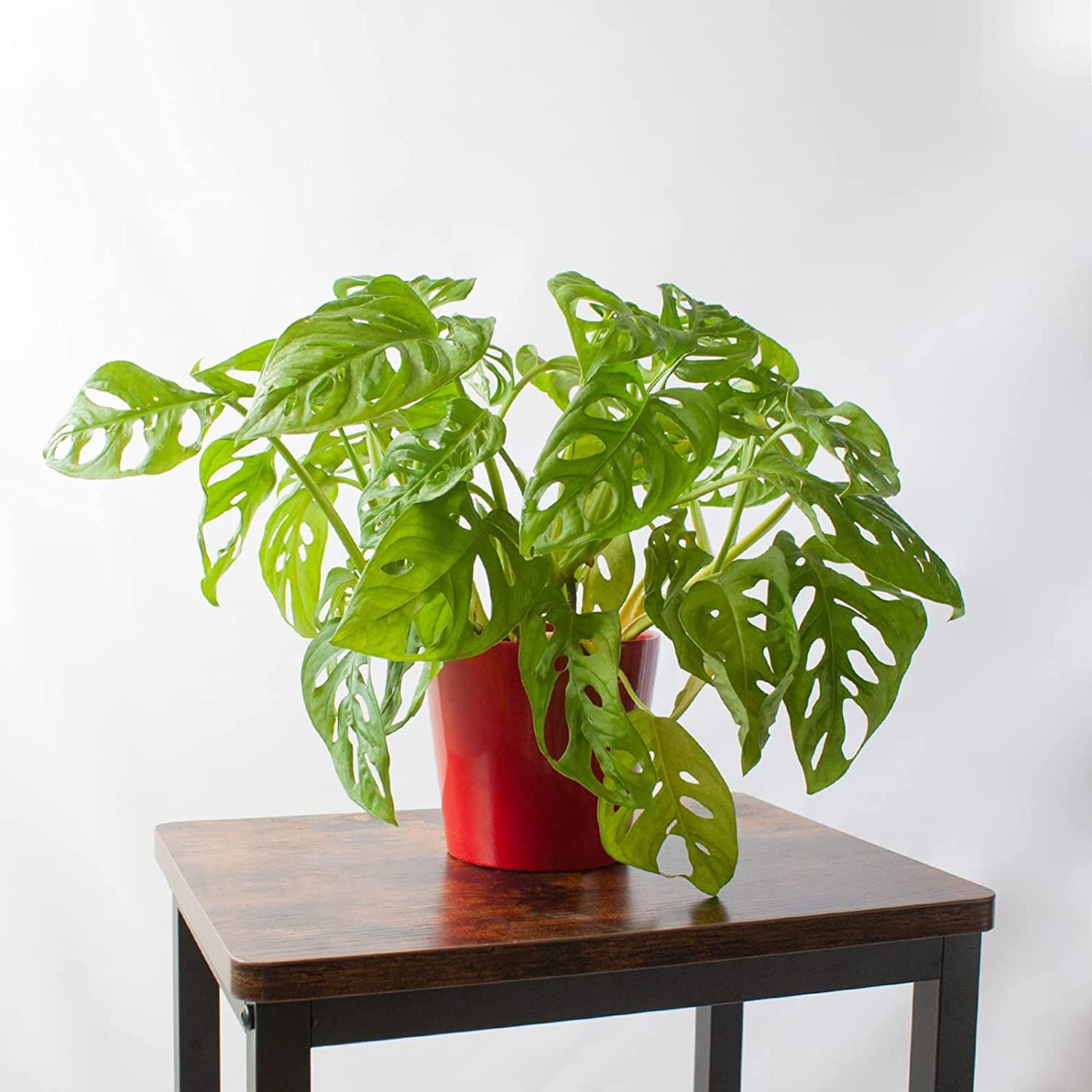 Monstera Adansonii Natural Viva Altura Aproximada 30 cm Monkey Monstera ...