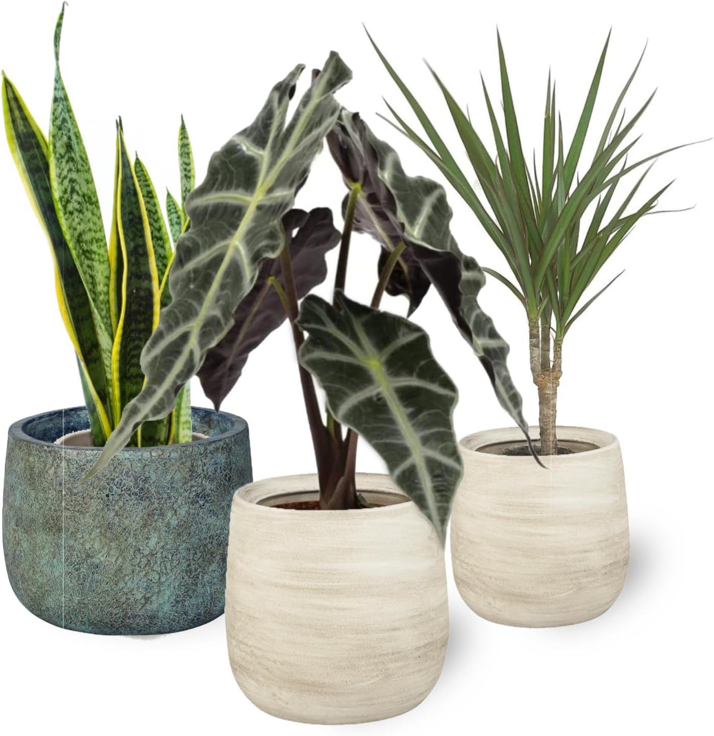 Pack 3 plantas Naturales de Interior Alocasia Amazónica + Dracaena ...