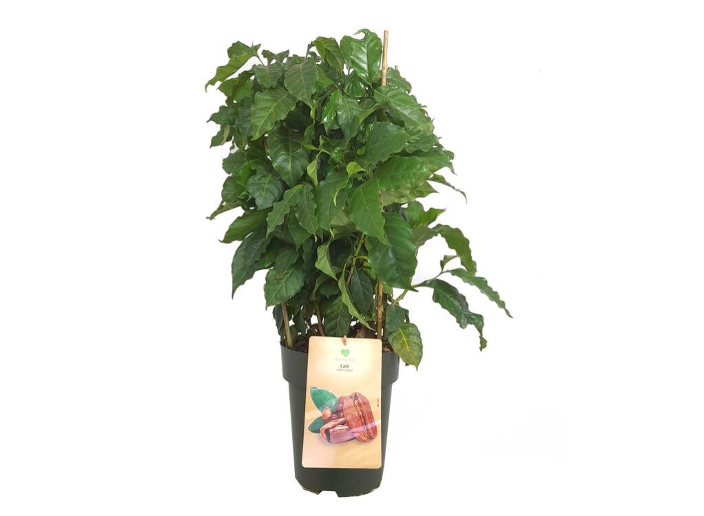COFFEA ARABICA M23 60-80CM (PLANTA DEL CAFÉ) | Leroy Merlin