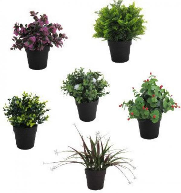 Piantine sempreverde con foglie | Leroy Merlin