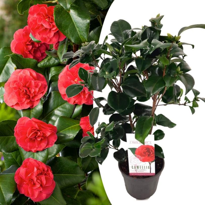 Plant in a Box - Camellia japonica "Lady Campbell" - Rosa giapponese ...
