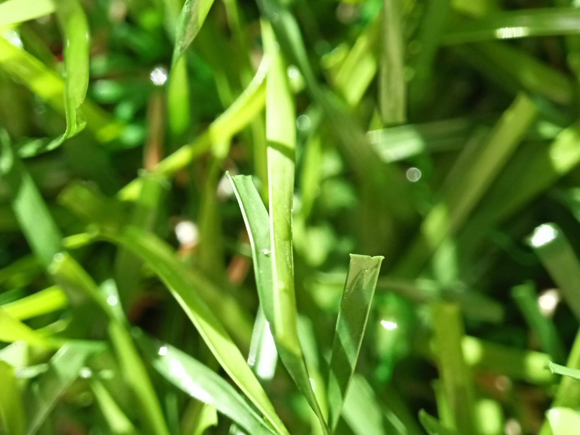 Césped artificial VEGA 40mm fibra en c con 23.100 puntadas/m2 (buena ...