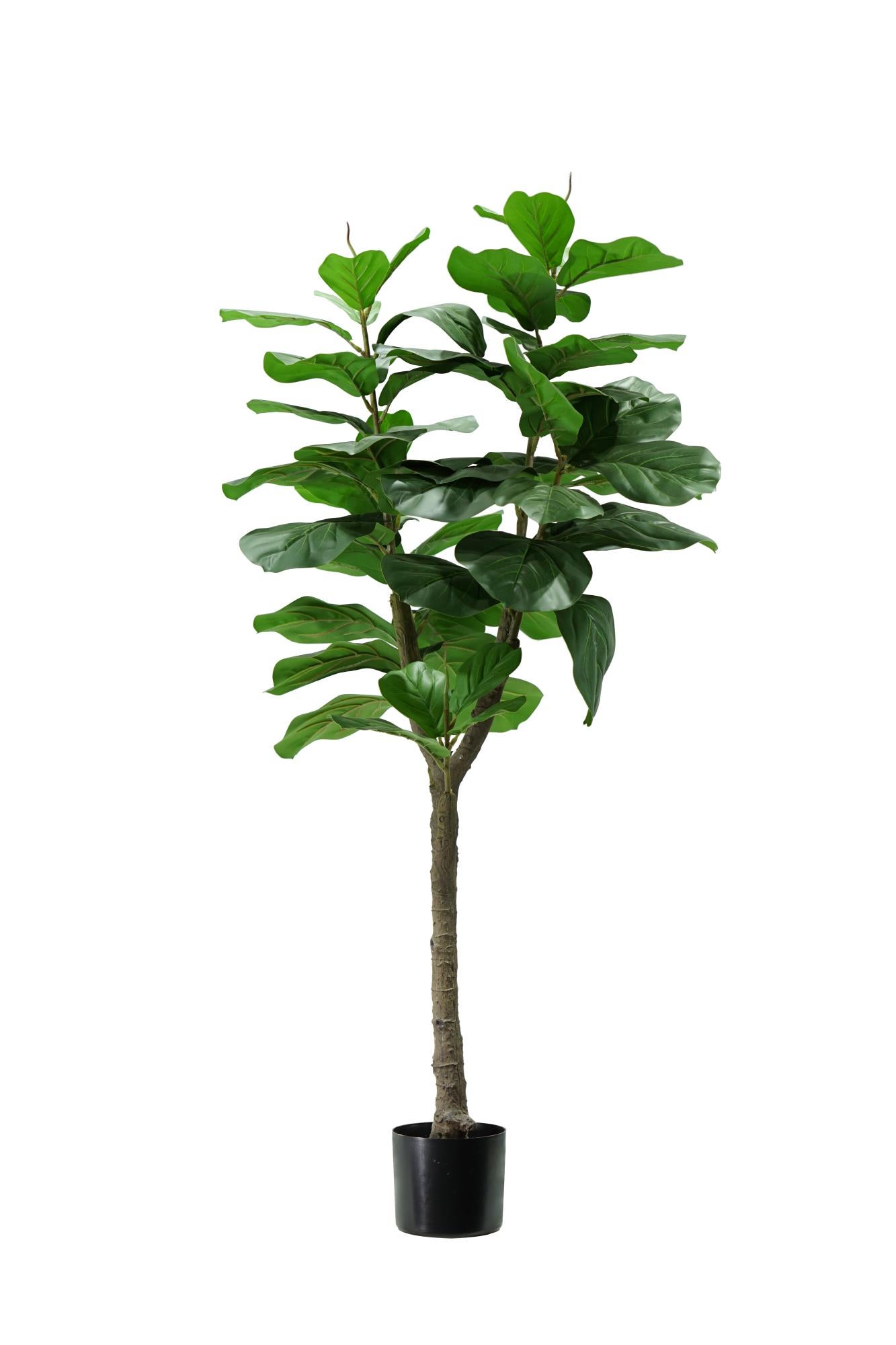 King Home pianta FICUS LYRATA H. 130 cm 60 FOGLIE completa di vaso con ...