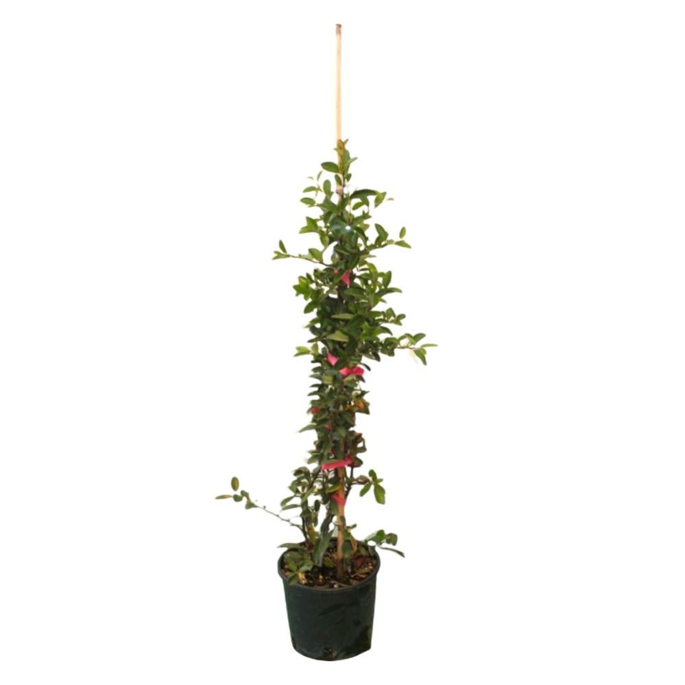 Pianta PYRACANTHA RED COLUMN piracanta pungitopo bacca h60cm VASO18 ...