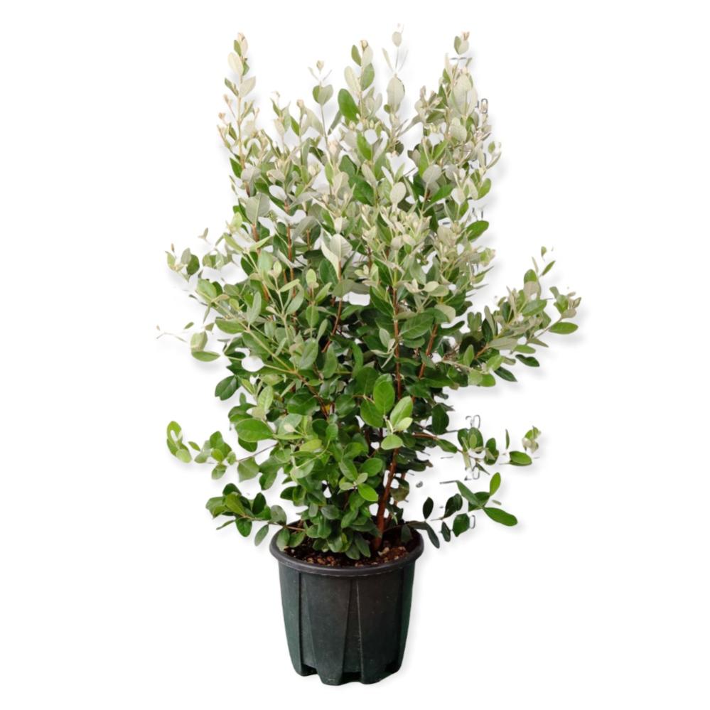 Pianta di FEIJOA SELLOWIANA Fejoia Acca sellowiana VASO 16/18 CM FOTO ...