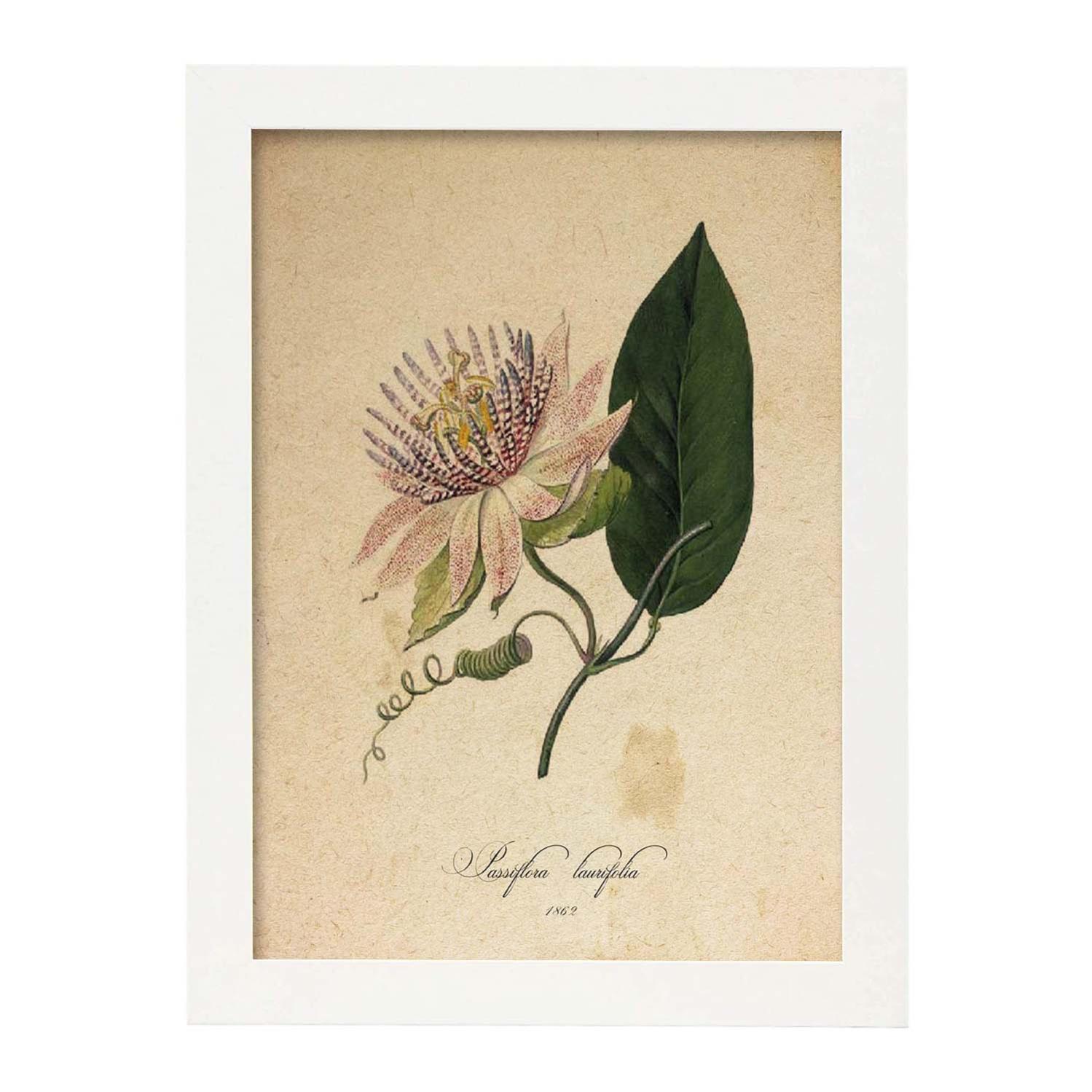 Affiche De Fleurs Vintage. Feuille Passiflora Avec Conception Vintage ...