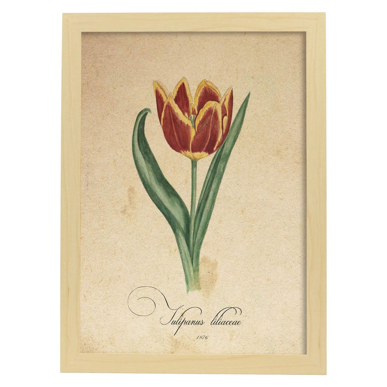 Affiche De Fleurs Vintage. Liliaceae Tulip Lamina Avec Conception ...