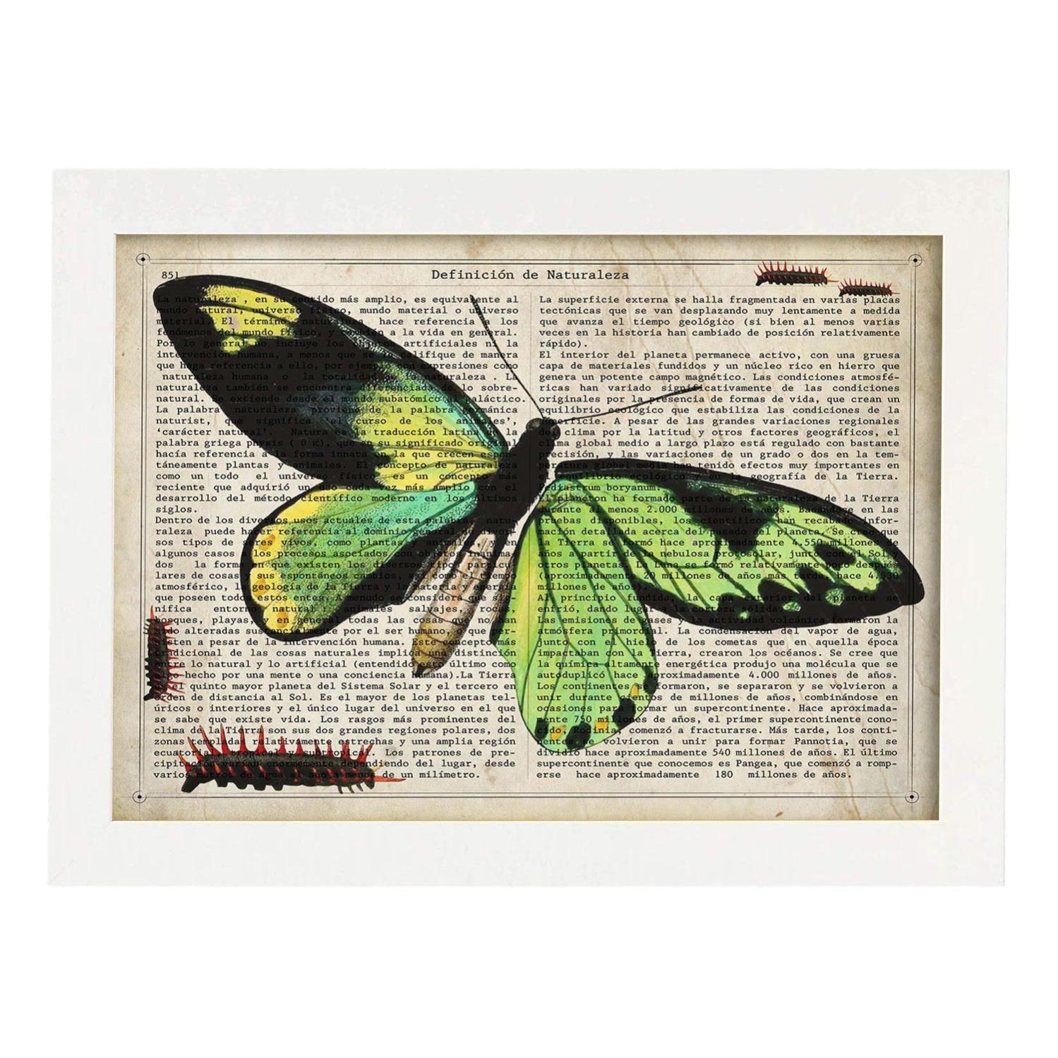 Poster De Mariposa Verde H. Láminas De Mariposas. Decoración De ...