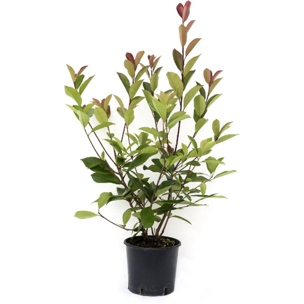 Pianta di PHOTINIA RED ROBIN cespuglio per siepi ROSSA h50cm VASO 18 ...