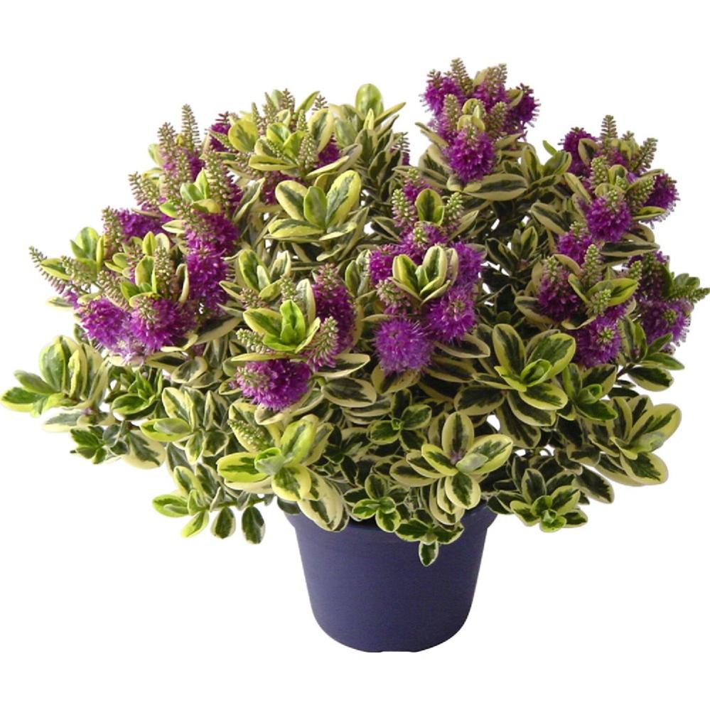 Pianta di HEBE VERONICA fiore viola IN VASO 14 CM FOTO REALE | Leroy Merlin
